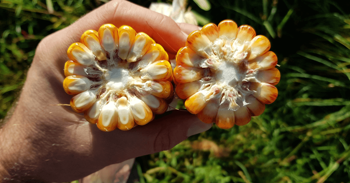 Corn Cob Mix: CCM Mais - Holtmann Saaten