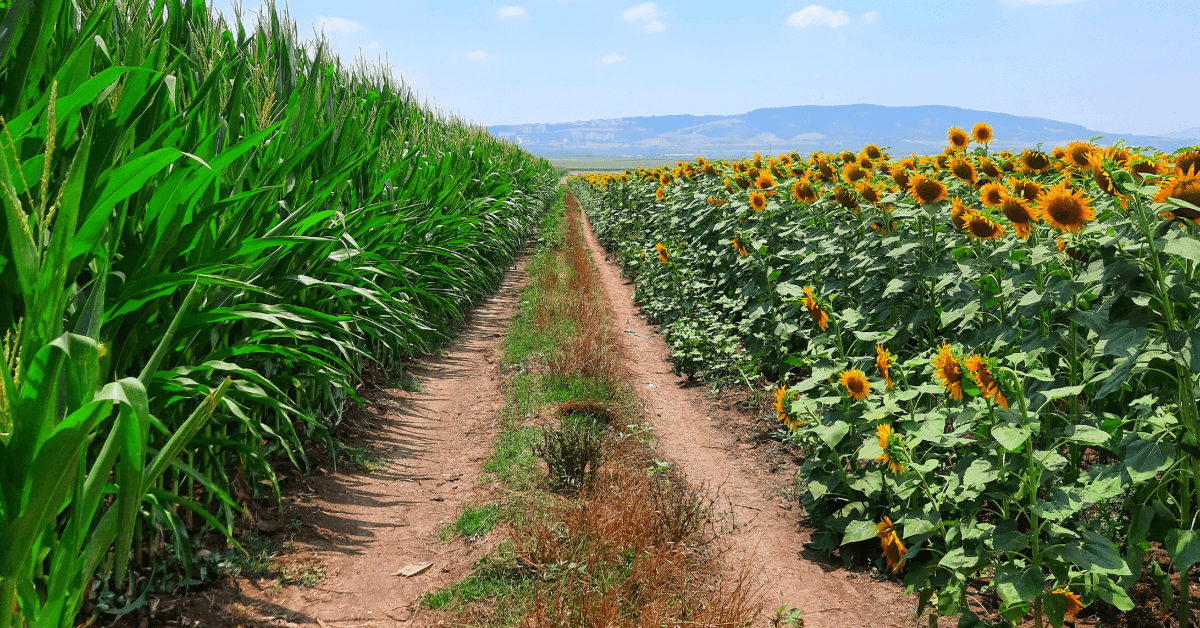 Anbau Von Sonnenblumen
