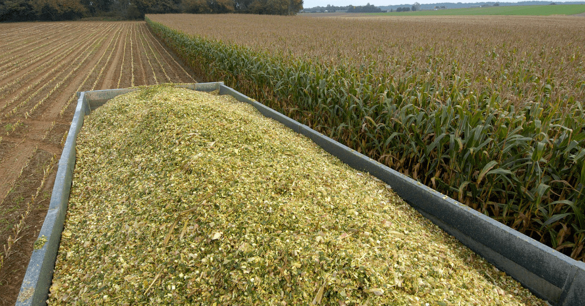 Corn Cob Mix: CCM Mais - Holtmann Saaten
