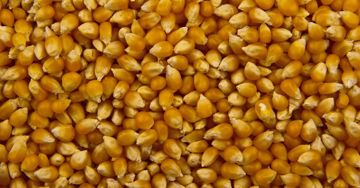 Popcorn-Mais: Was unterscheidet ihn vom Futter-Mais?