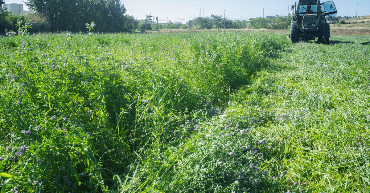 Luzerne erfolgreich anbauen: Tipps für Aussaat & Ernte