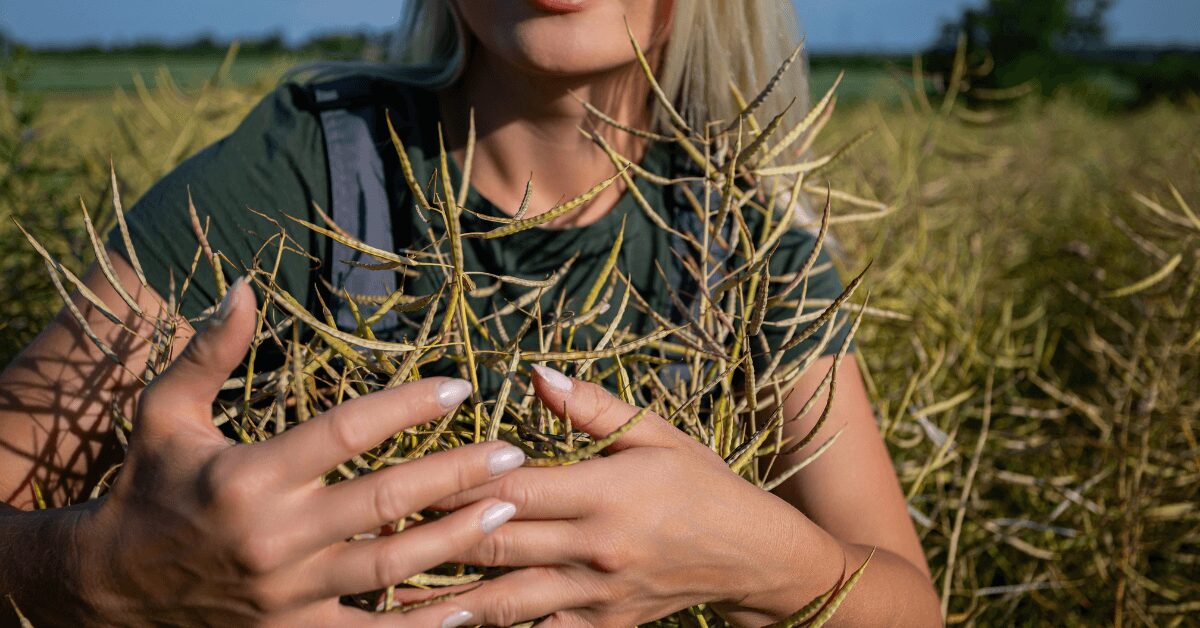 Raps - Ernte - Holtmann Saaten