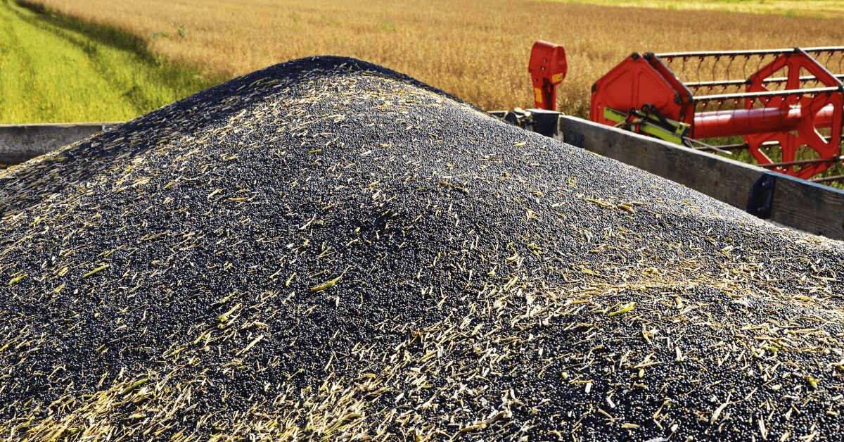 Raps - Ernte - Holtmann Saaten